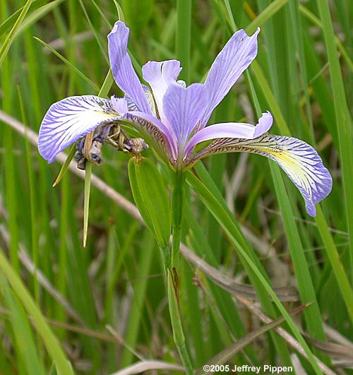 Wildflowers in North Carolina