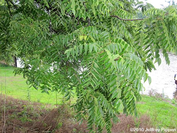 Nut Trees Native To North Carolina