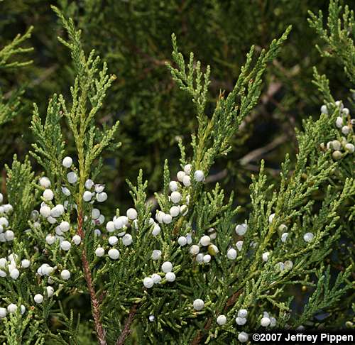 Juniperus (red cedar)