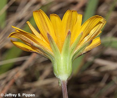 Krigia (dwarf dandelion)