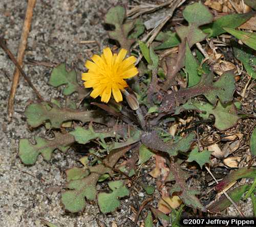 Krigia (dwarf dandelion)