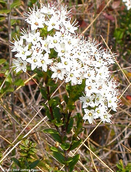 Shrubs & Trees in North Carolina