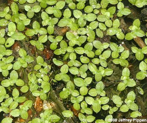 Lemna (duckweed)
