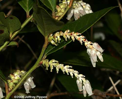 Leucothoe (fetterbush, doghobble)