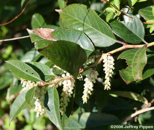 Leucothoe (fetterbush, doghobble)