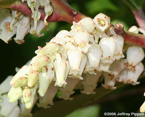 Leucothoe (fetterbush, doghobble)