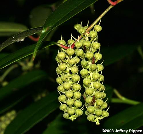 Leucothoe (fetterbush, doghobble)