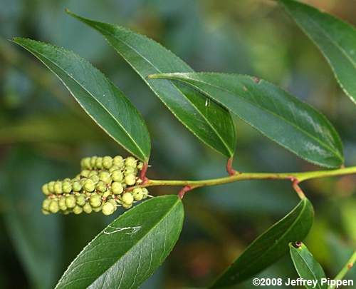 Leucothoe (fetterbush, doghobble)