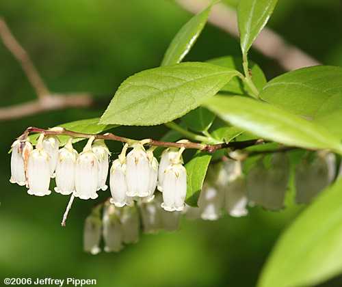 Leucothoe (fetterbush, doghobble)