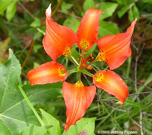 Wildflowers in North Carolina