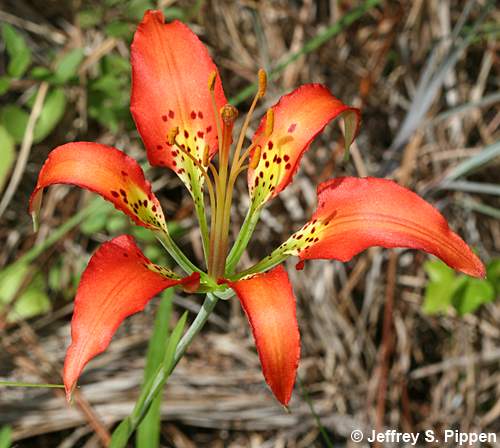 Lilium (lilies)