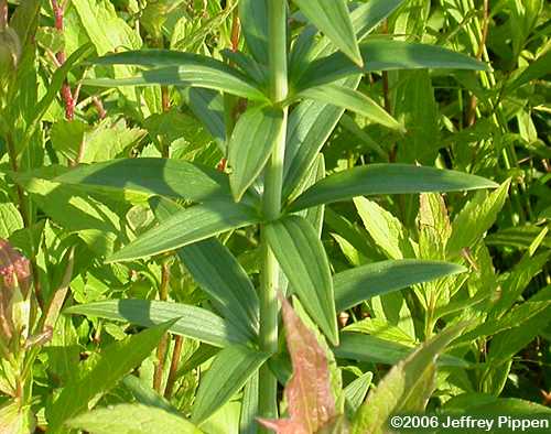 Lilium (lilies)