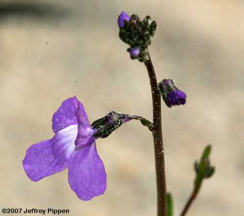 Linaria (toadflax)