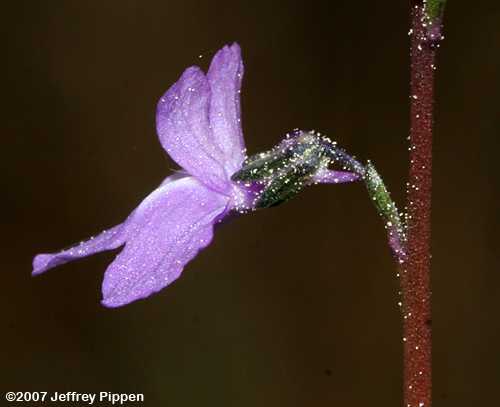 Linaria (toadflax)