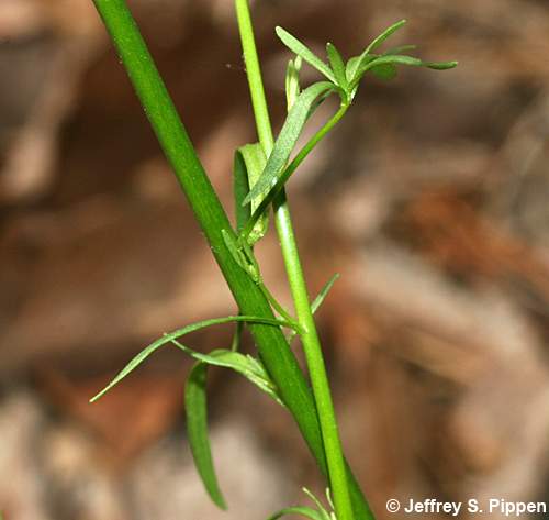 Linaria (toadflax)