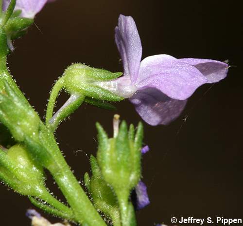 Linaria (toadflax)