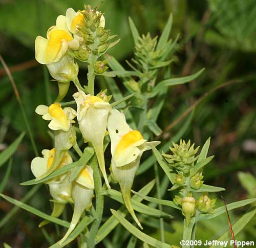 Linaria Canadensis Leaves