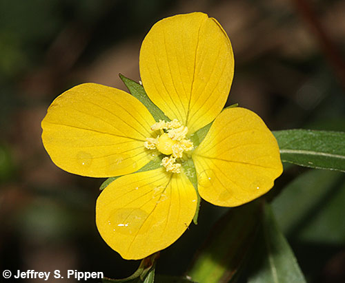 Ludwigia (Seedbox, Water-primrose, Water-purslane)