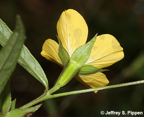 Ludwigia (Seedbox, Water-primrose, Water-purslane)