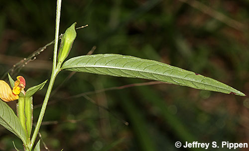 Ludwigia (Seedbox, Water-primrose, Water-purslane)