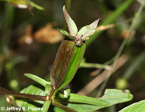 Ludwigia (Seedbox, Water-primrose, Water-purslane)