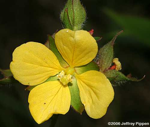 Ludwigia (Seedbox, Water-primrose, Water-purslane)