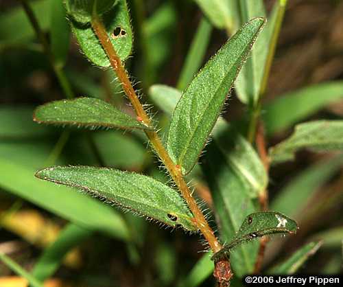 Ludwigia (Seedbox, Water-primrose, Water-purslane)