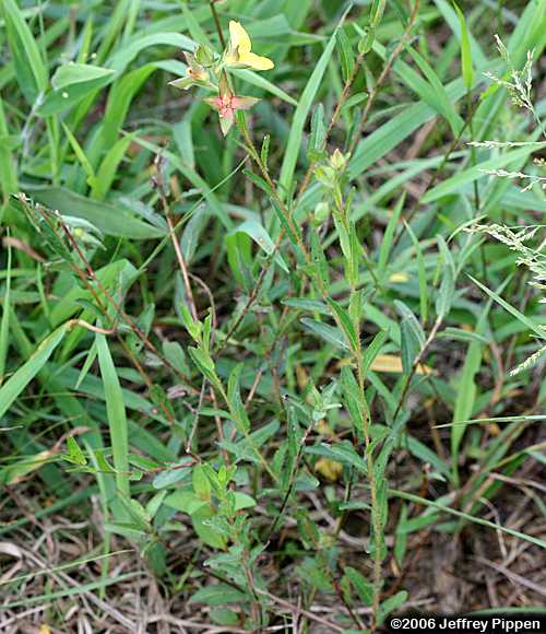 Ludwigia (Seedbox, Water-primrose, Water-purslane)