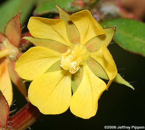 Ludwigia (Seedbox, Water-primrose, Water-purslane)