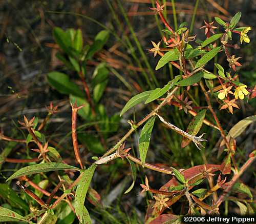 Ludwigia (Seedbox, Water-primrose, Water-purslane)