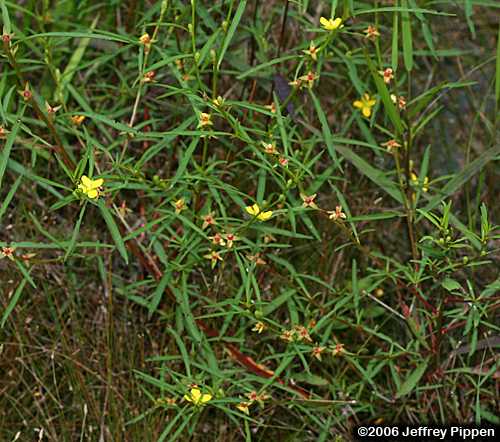 Ludwigia (Seedbox, Water-primrose, Water-purslane)