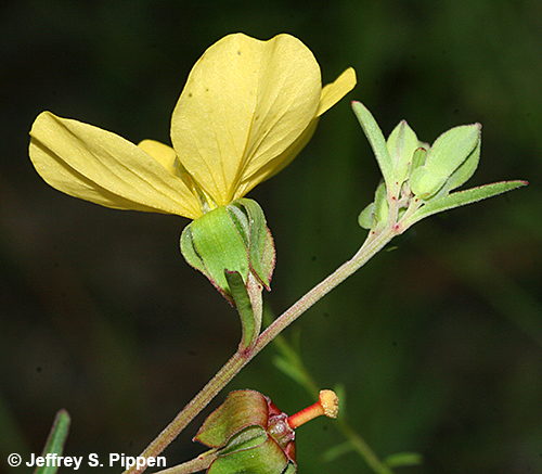 Ludwigia (Seedbox, Water-primrose, Water-purslane)