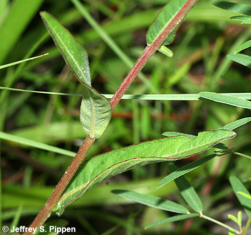 Ludwigia (Seedbox, Water-primrose, Water-purslane)