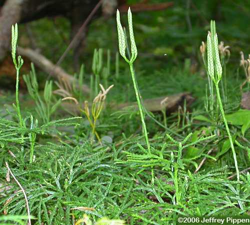 Clubmosses (Lycopodiaceae)