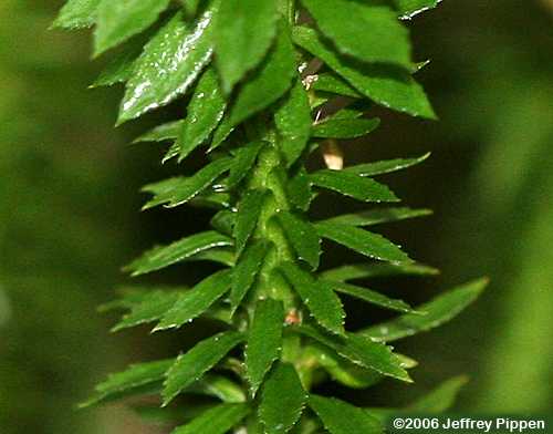 Clubmosses (Lycopodiaceae)