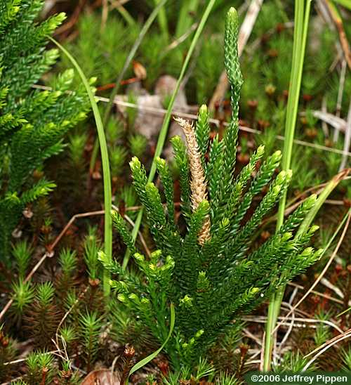 Clubmosses (Lycopodiaceae)