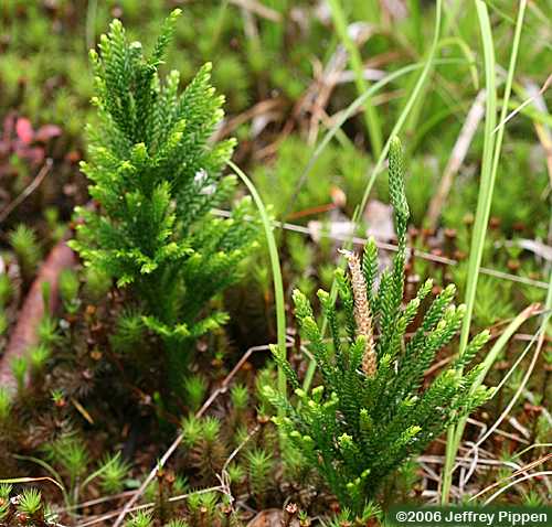 Clubmosses (Lycopodiaceae)