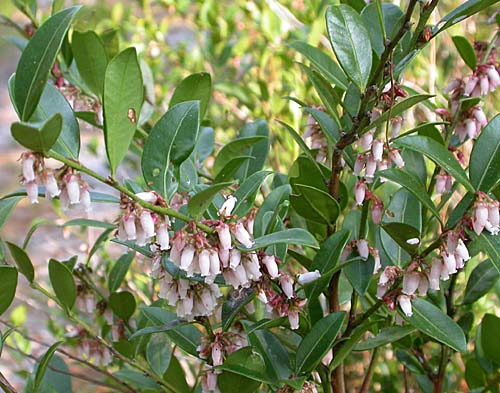 Lyonia (maleberry, staggerbush, fetterbush)
