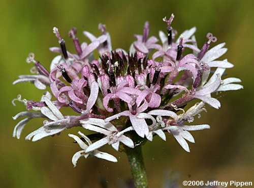 Marshallia (Barbara's-buttons)