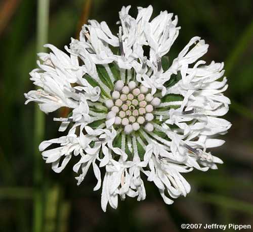 Marshallia (Barbara's-buttons)