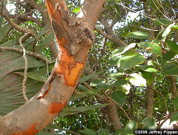 Florida & Bahamas Plants