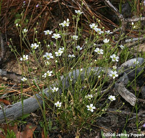 Minuartia (stitchwort, sandwort)