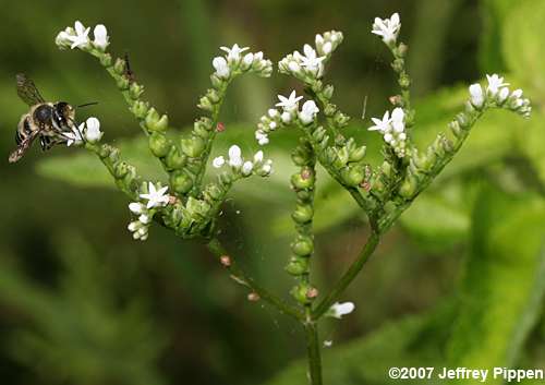 Mitreola (Hornpod, Mitrewort)