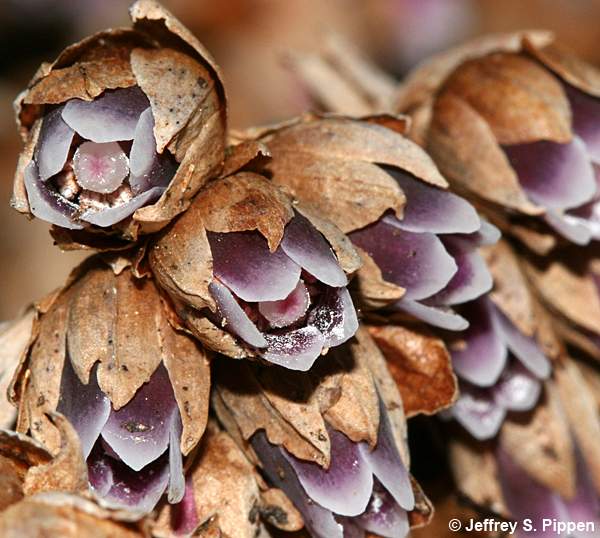 Monotropsis (Pygmy Pipes)