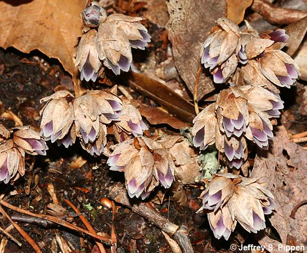 Monotropsis (Pygmy Pipes)
