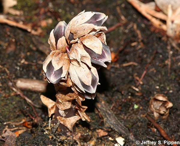 Monotropsis (Pygmy Pipes)