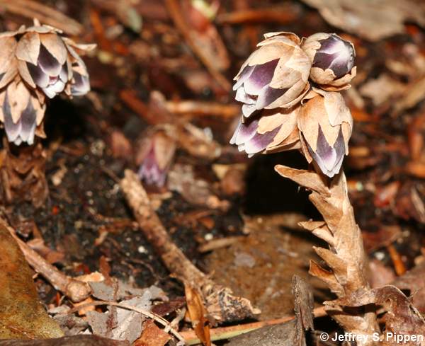 Monotropsis (Pygmy Pipes)