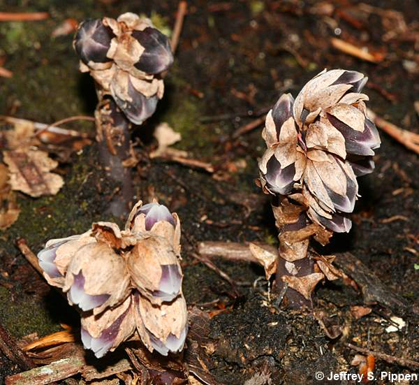 Monotropsis (Pygmy Pipes)
