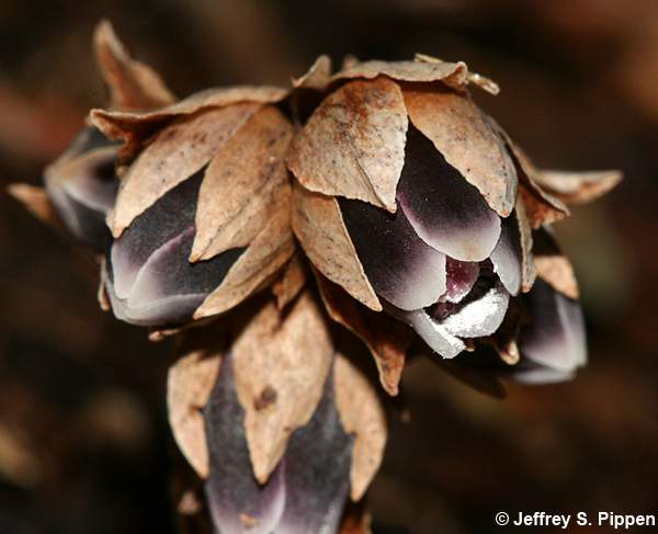 Monotropsis (Pygmy Pipes)
