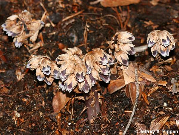 Monotropsis (Pygmy Pipes)